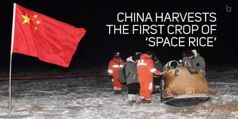 China harvests the first crop of ‘space rice’ | Business Apac